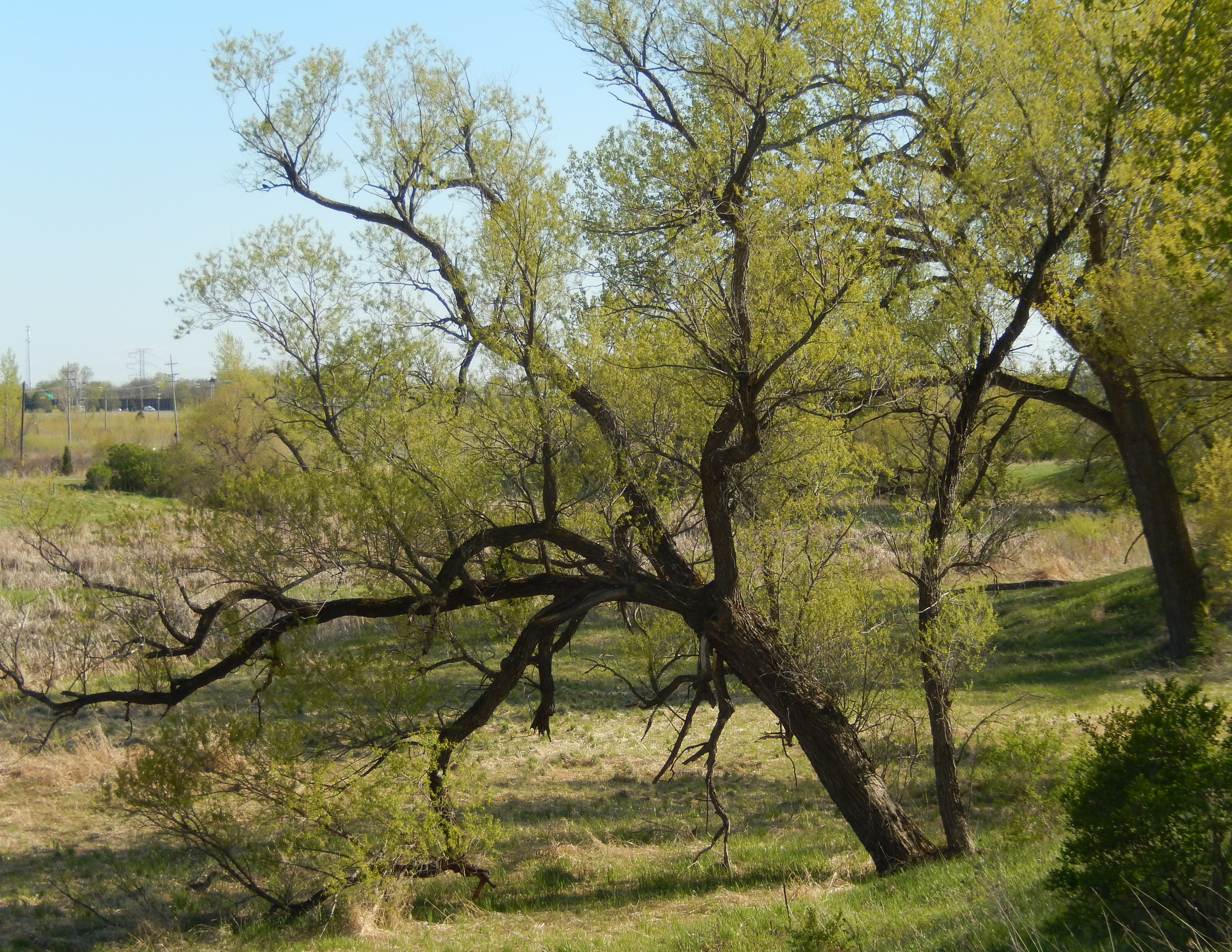 Crooked and Straight Trees | Stephen Nielsen