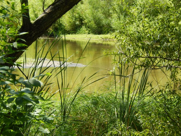 Nature’s Greenery | Stephen Nielsen