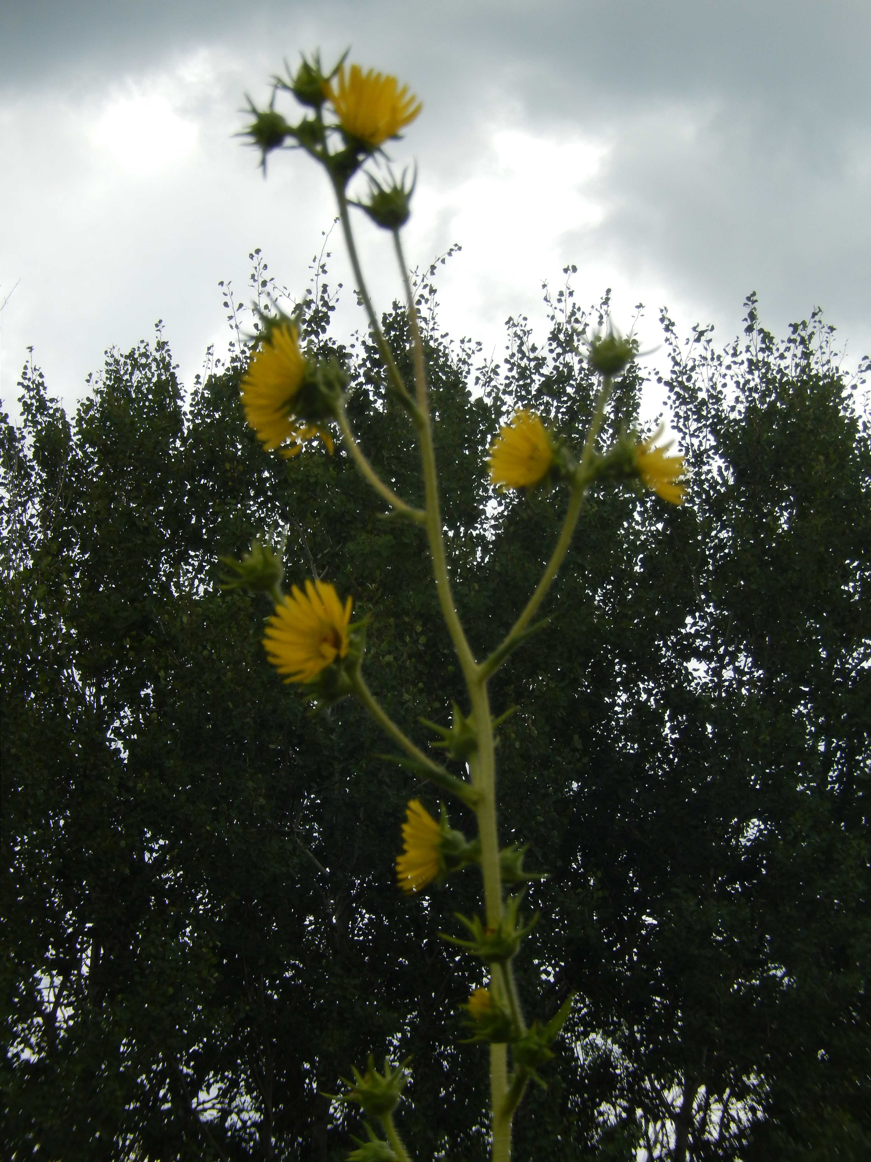 Ten Foot Tall Flower | Stephen Nielsen