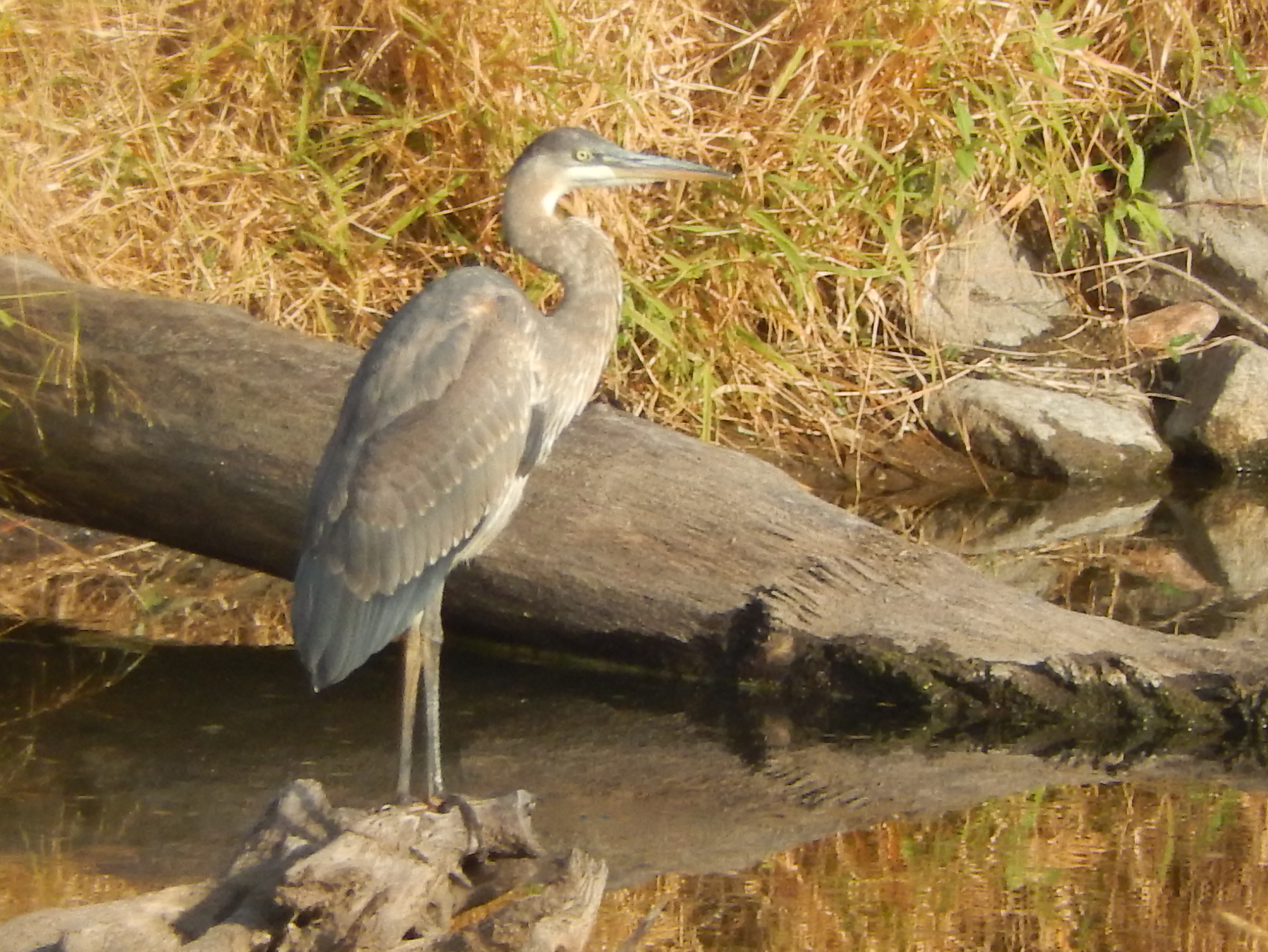 Heron and Butterfly | Stephen Nielsen