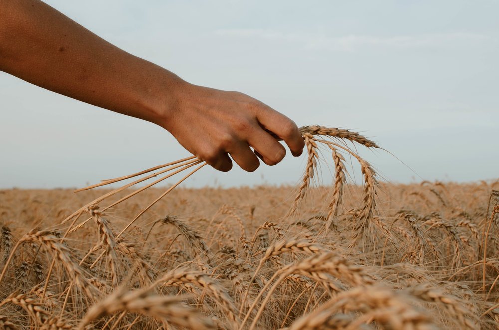 The Harvest On The Earth | Stephen Nielsen