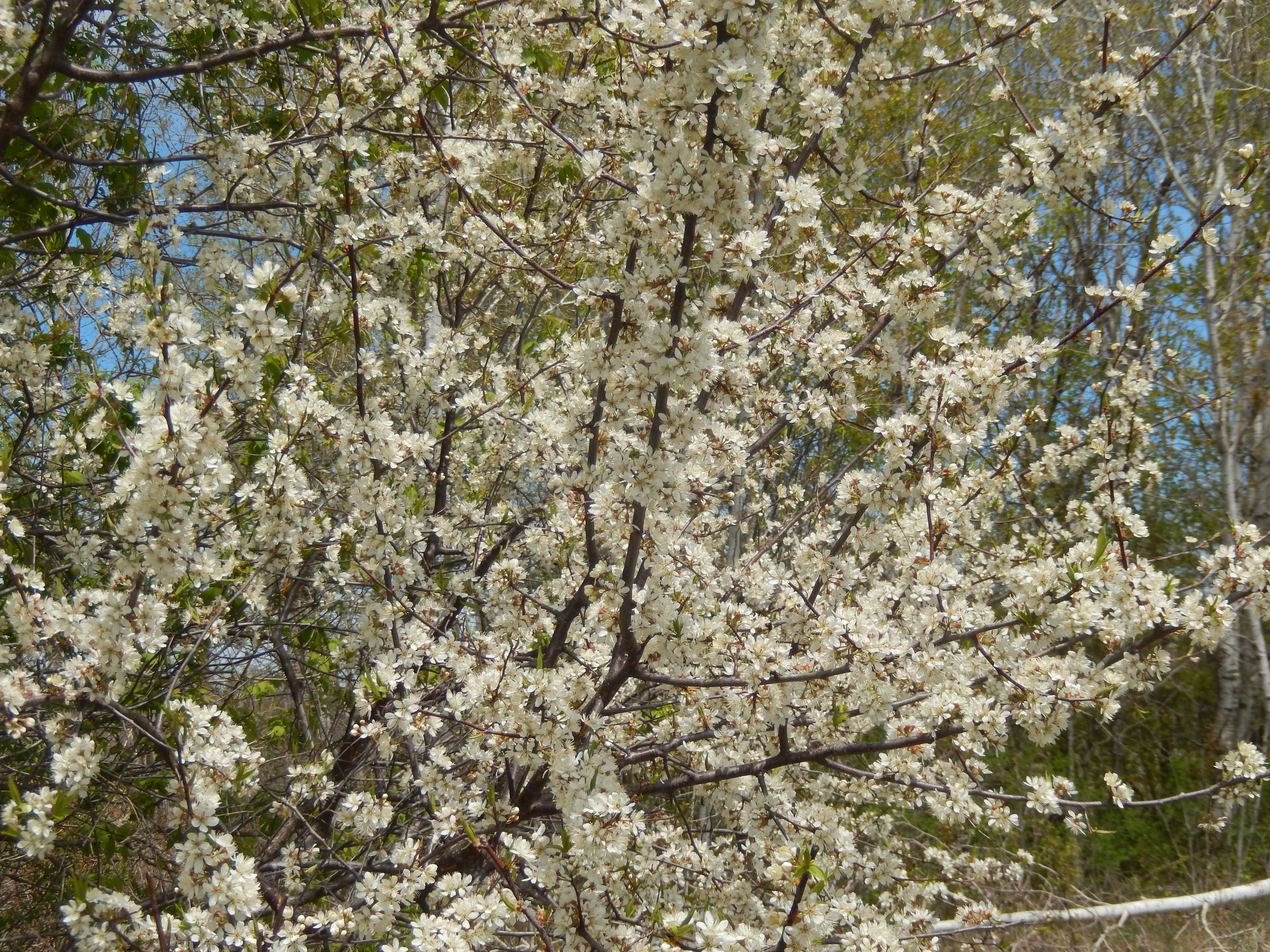 Spring Delights | Stephen Nielsen