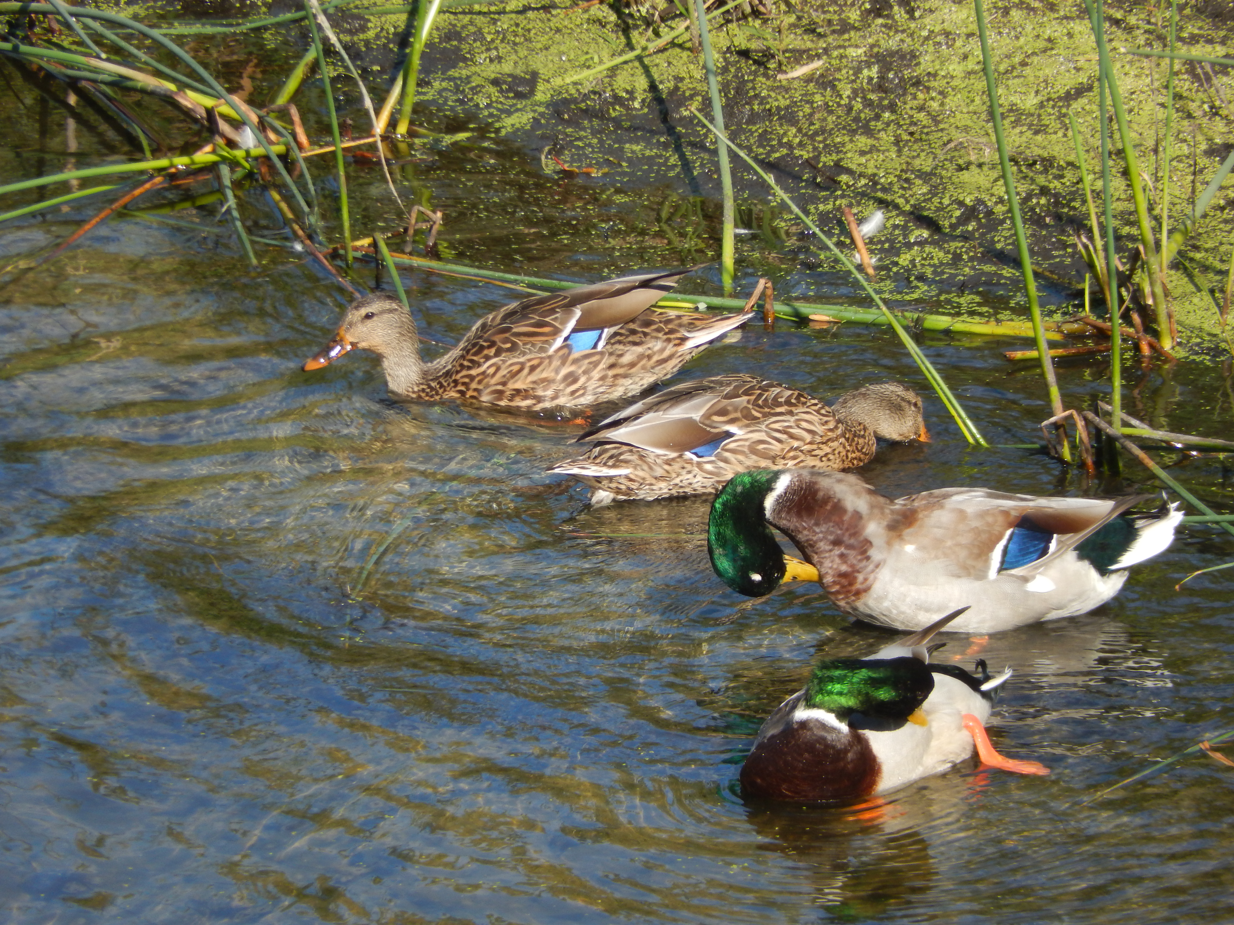 A Duck’s Life | Stephen Nielsen