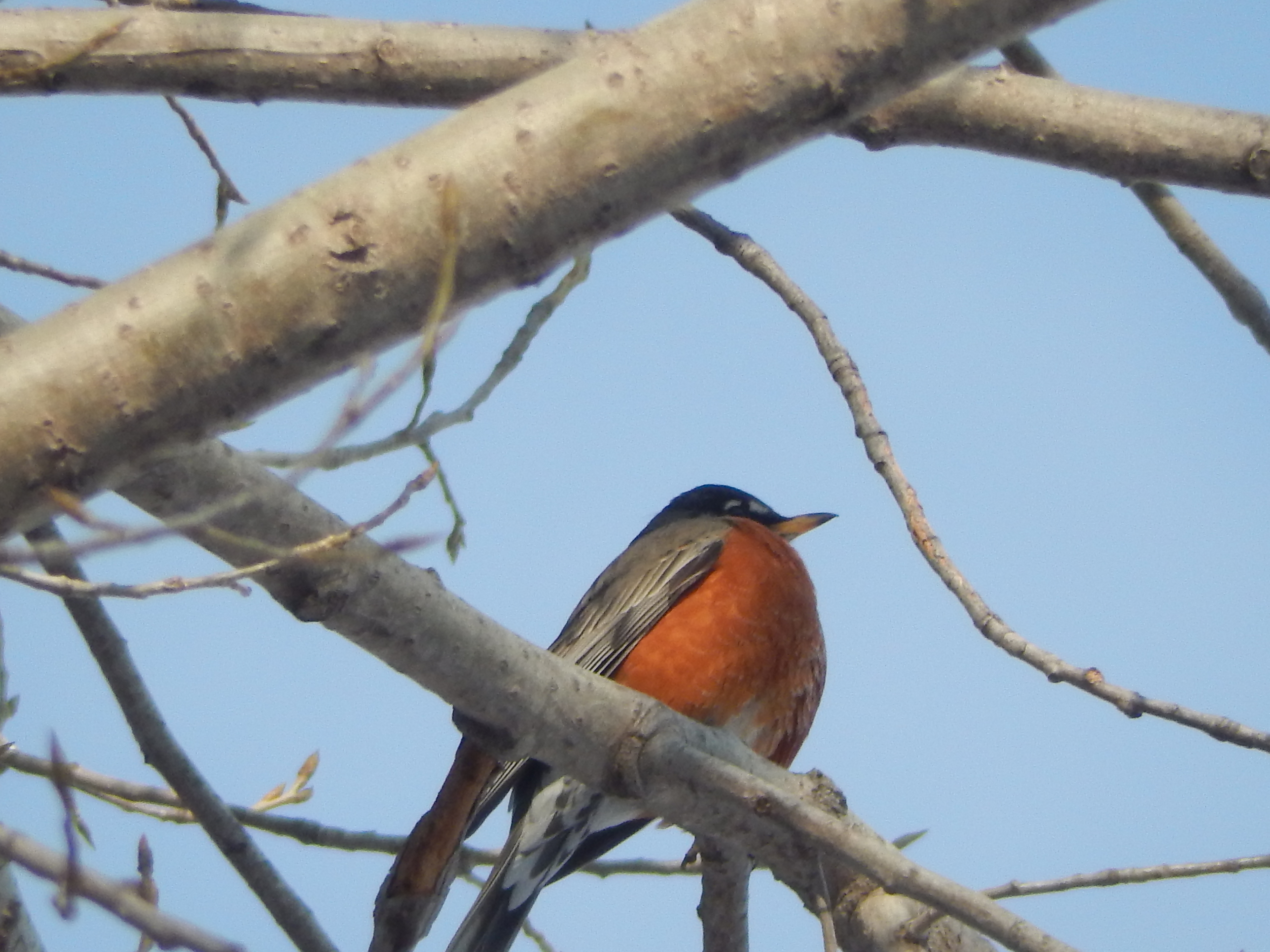 Patiently Waiting for Spring | Stephen Nielsen