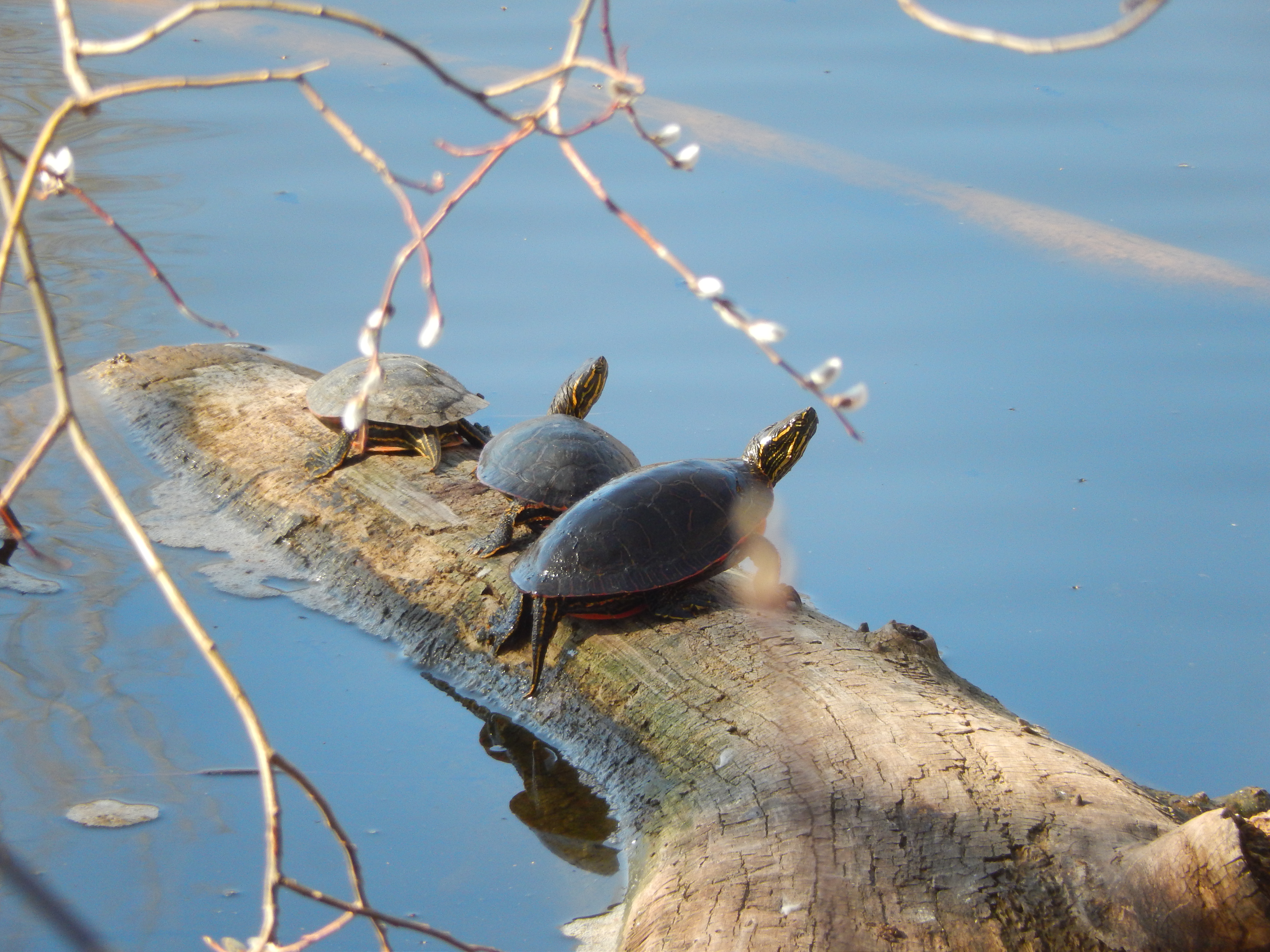 Signs of Spring | Stephen Nielsen