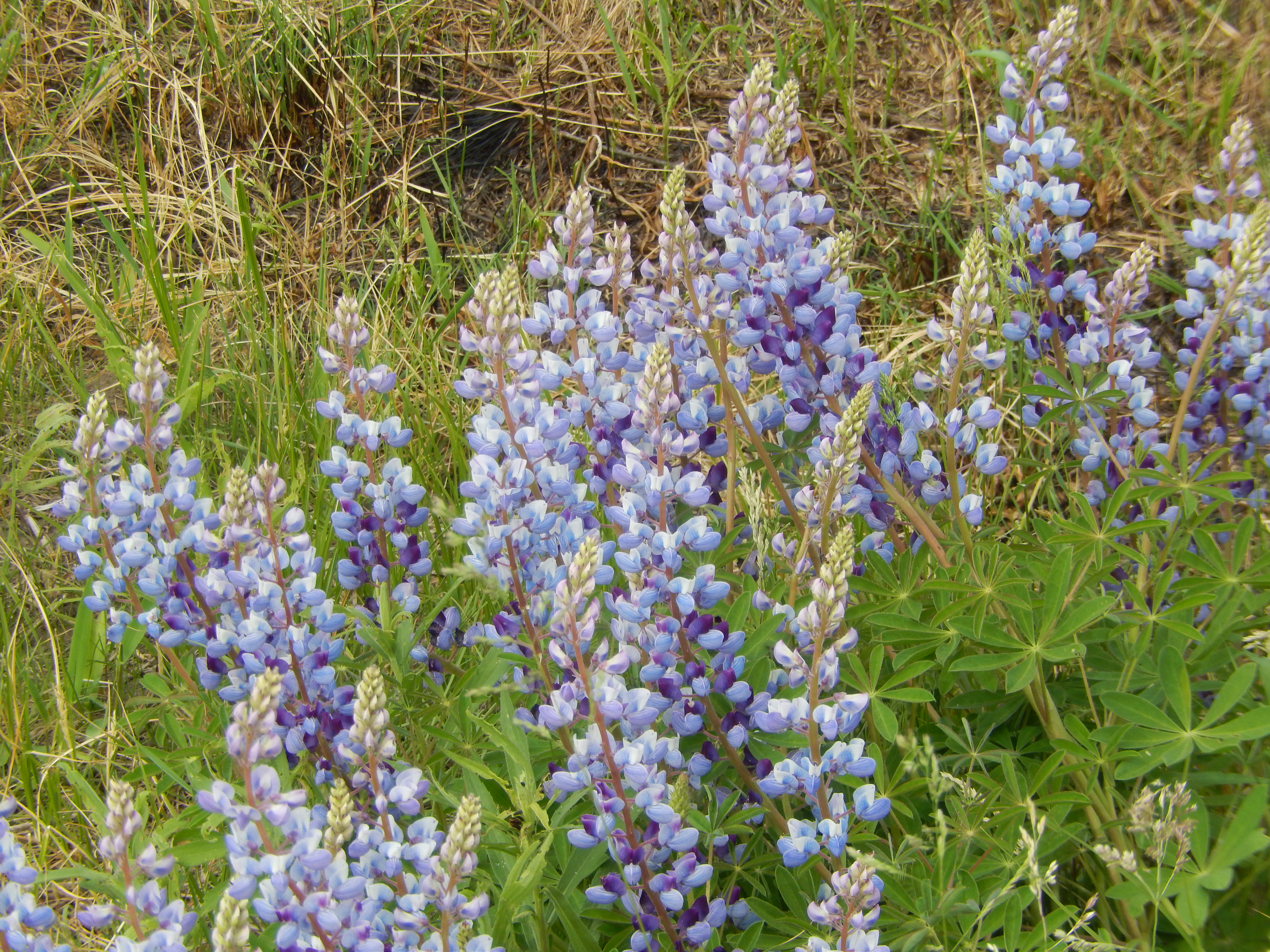 Wild Flowers along the Trail | Stephen Nielsen