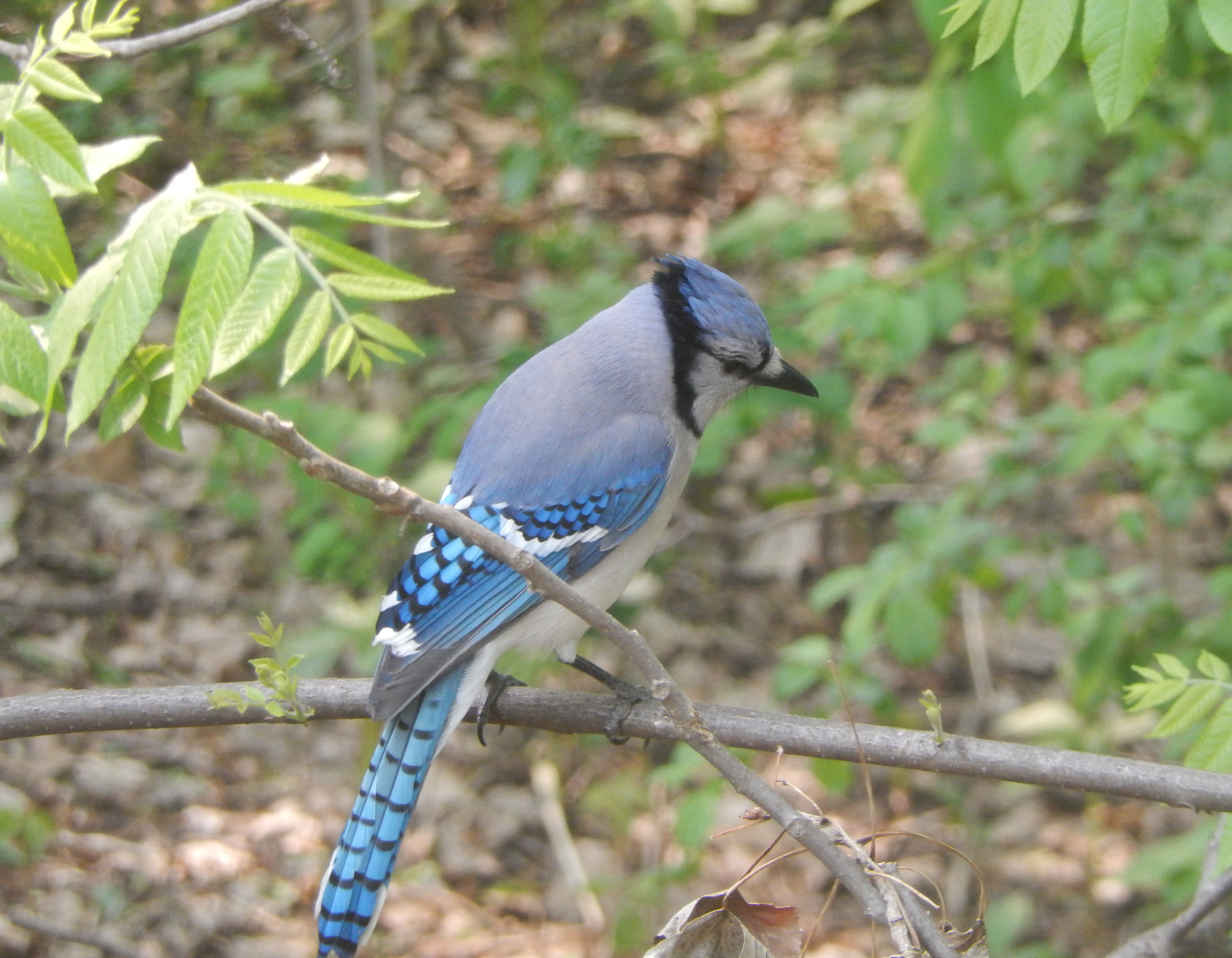 Blue Jays and Black Birds | Stephen Nielsen