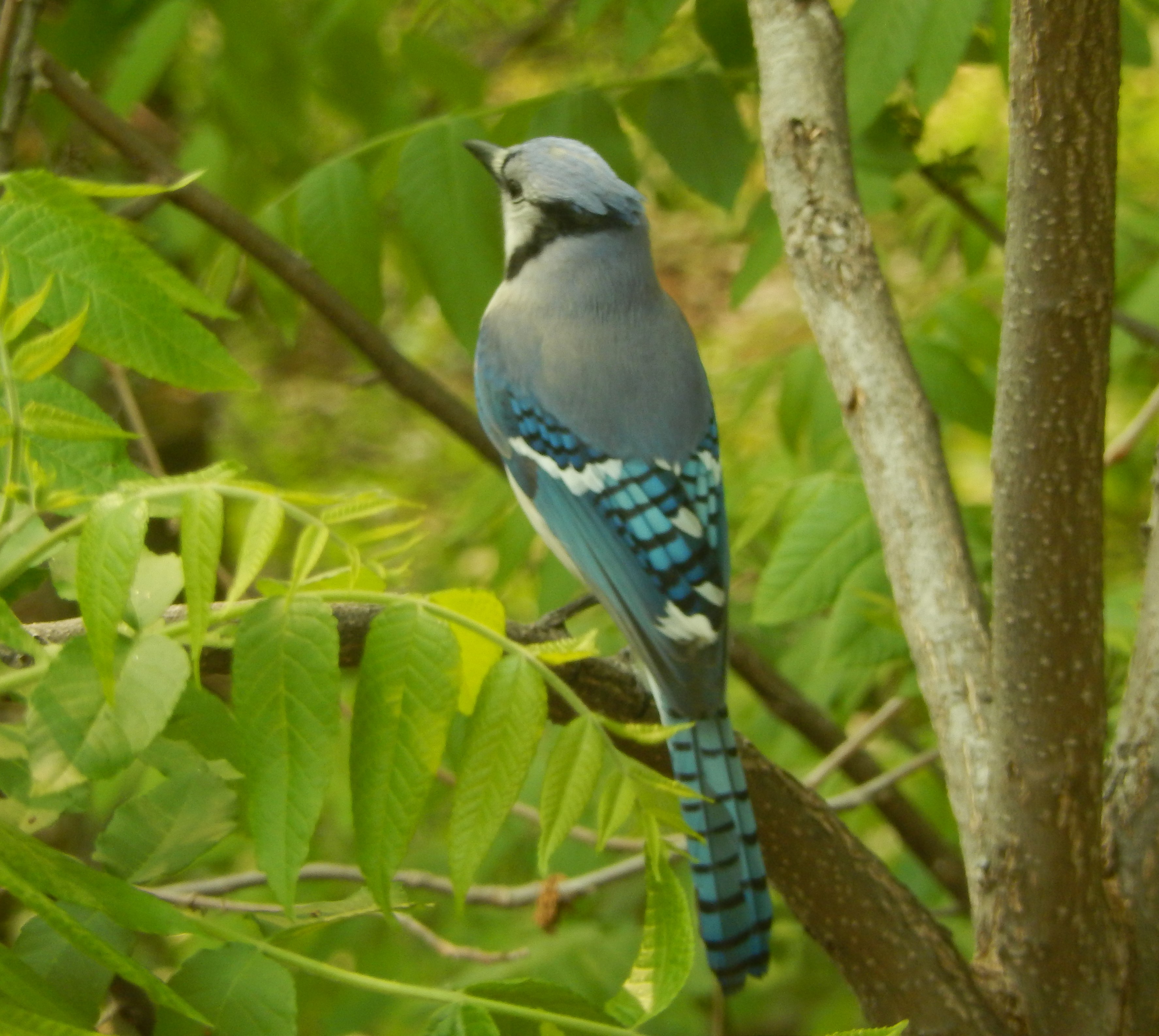 Blue Jays and Black Birds | Stephen Nielsen
