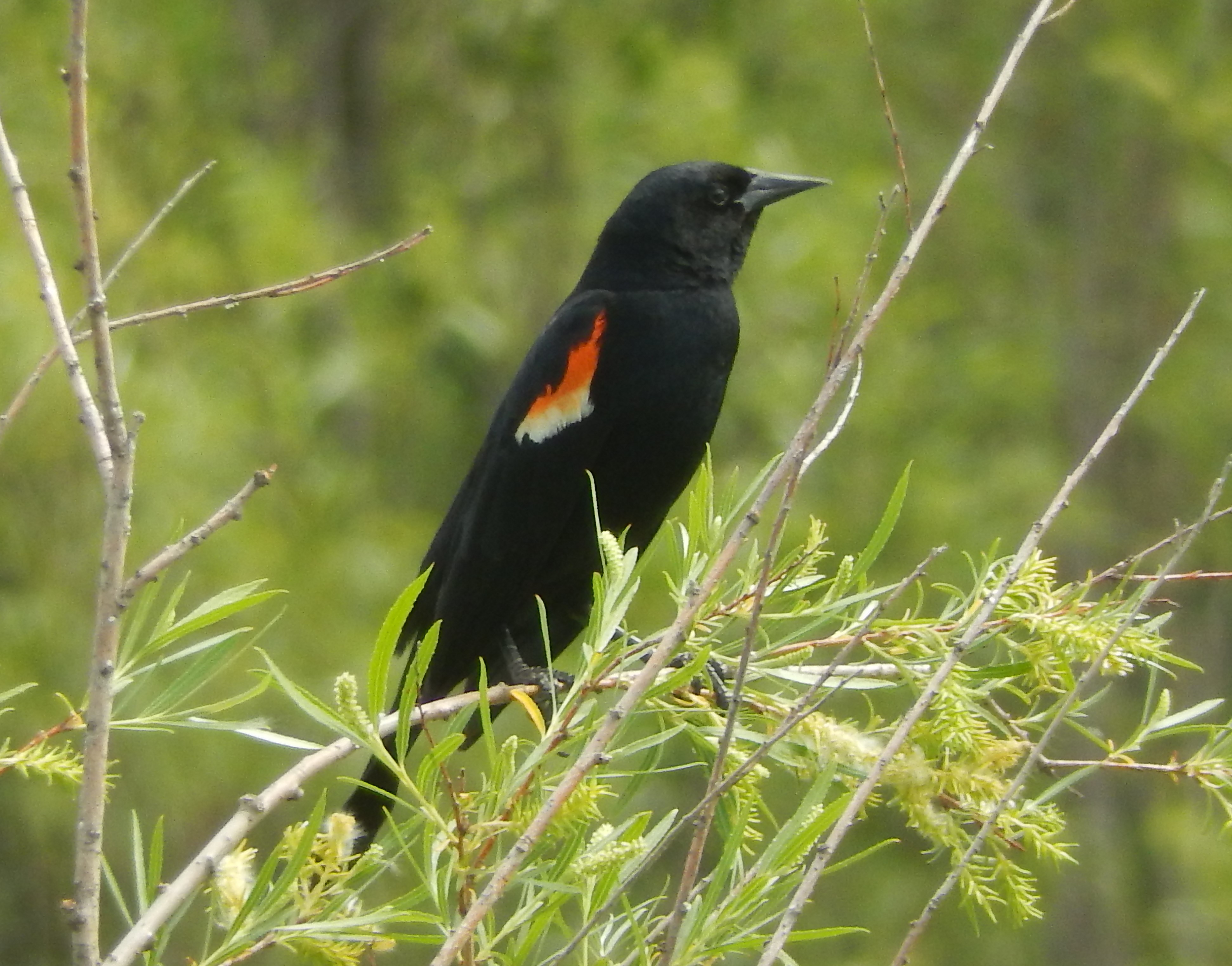 Blue Jays and Black Birds | Stephen Nielsen