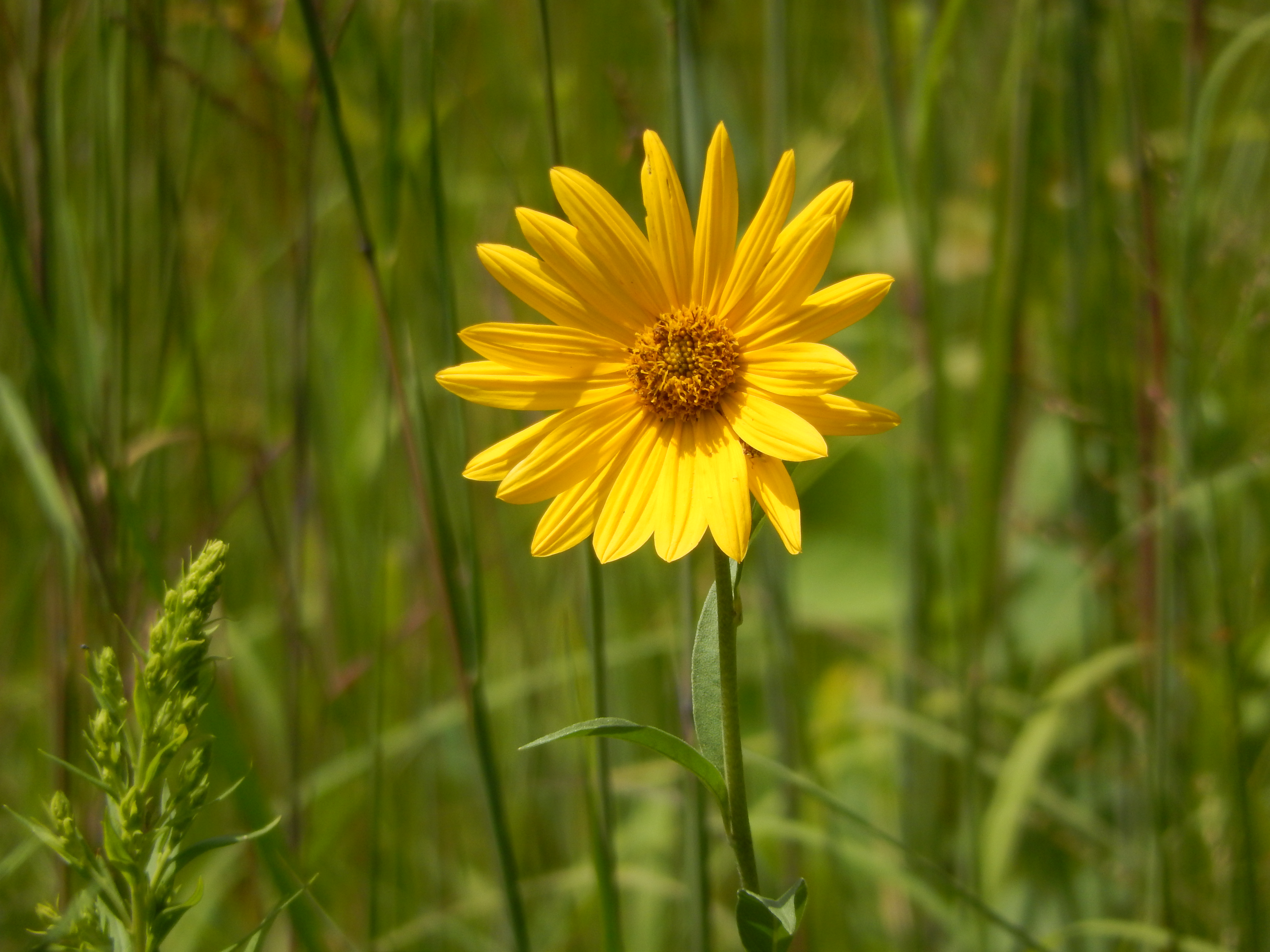 Prairie Flowers | Stephen Nielsen