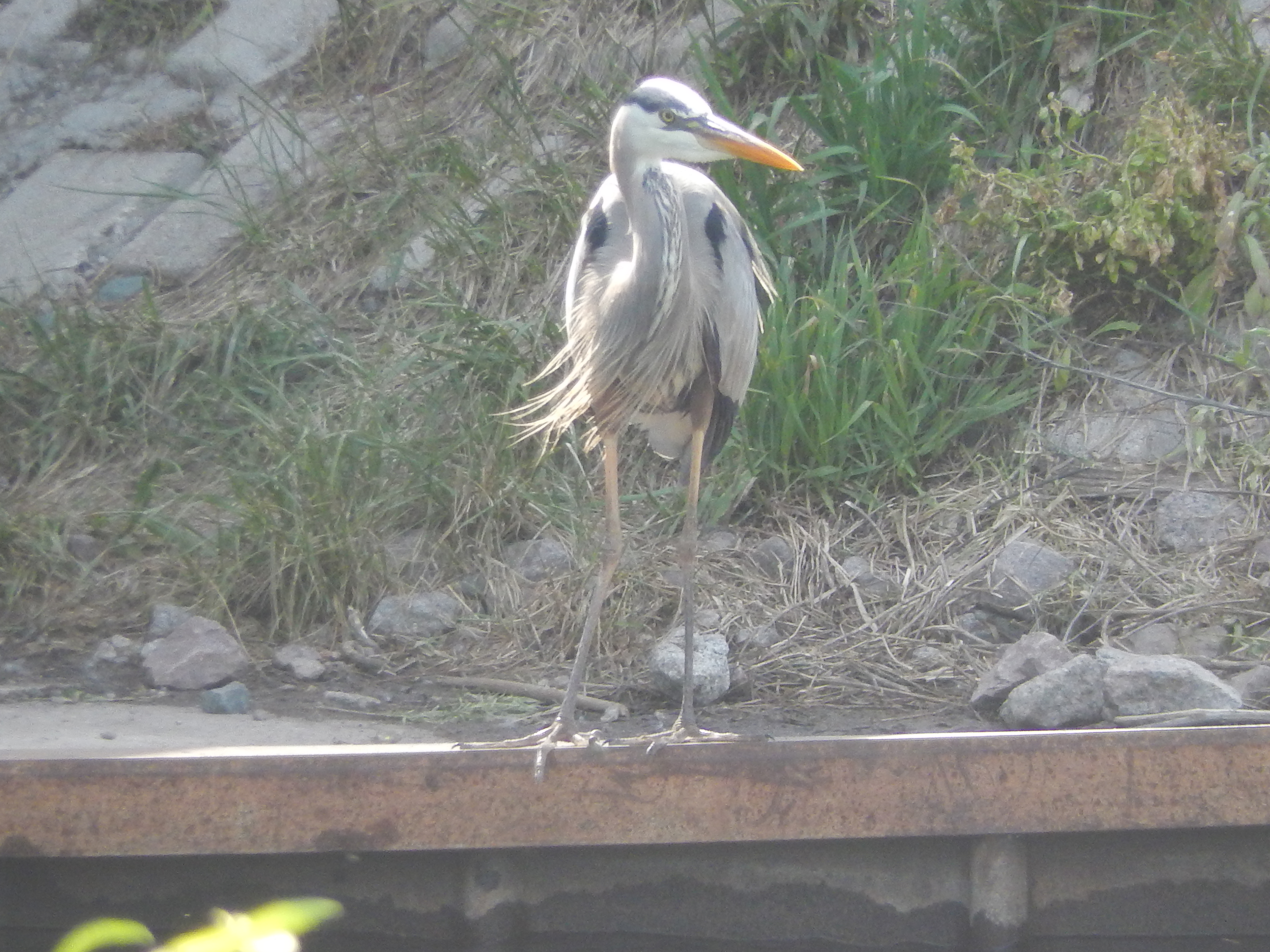 The Great Blue Heron | Stephen Nielsen