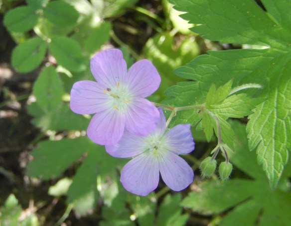 Spring Wildflowers | Stephen Nielsen