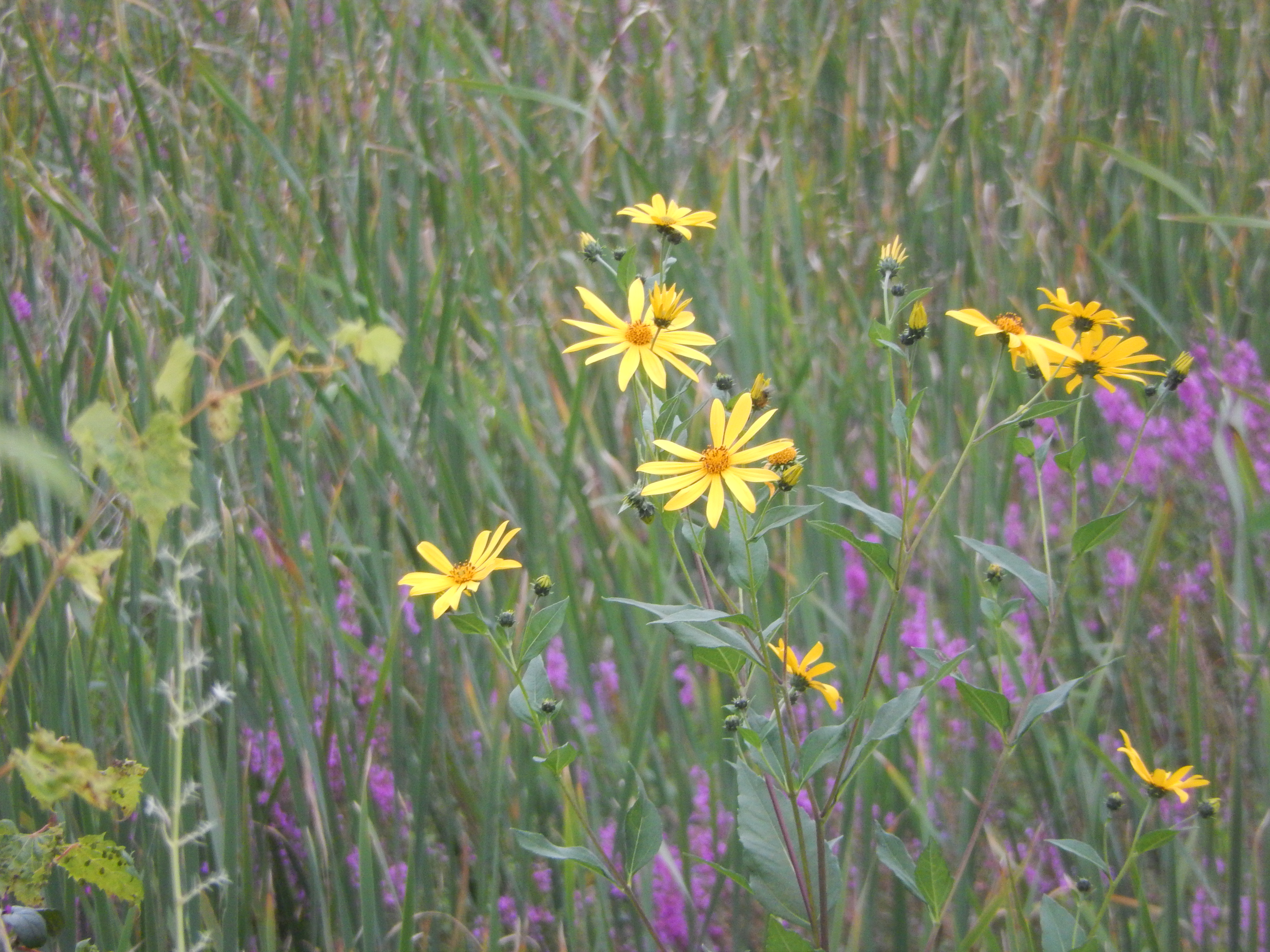 Late Summer Flowers | Stephen Nielsen